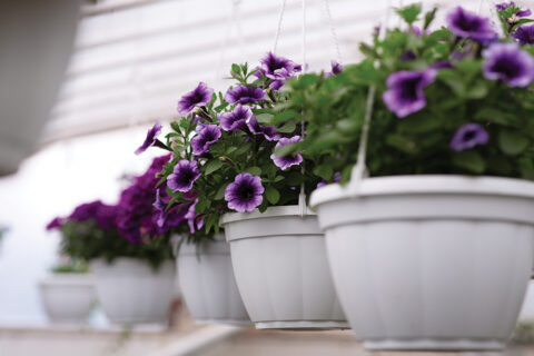 Edina’s Annual Plant Show Offers Spring Flowers | Edina Magazine