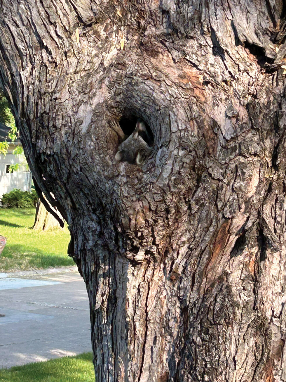 Knothole Bandit | Edina Magazine